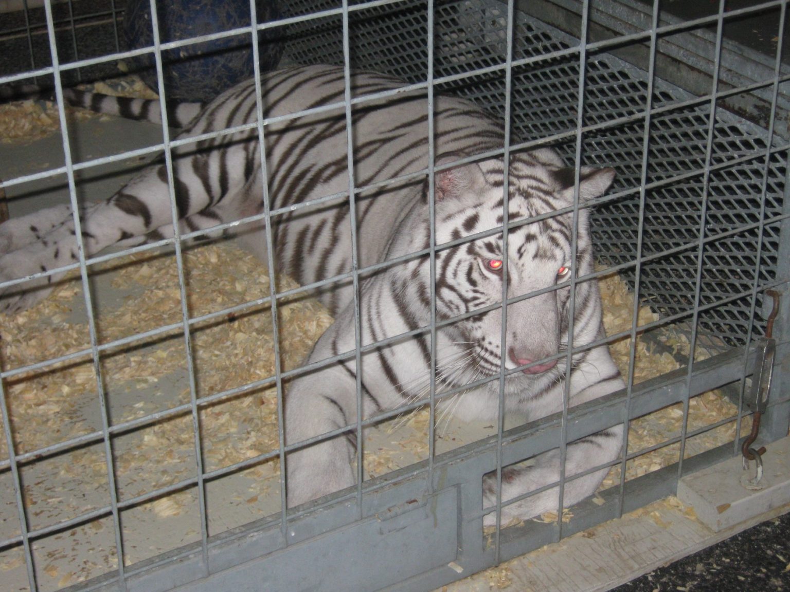 An Economy of Tigers | Full Stop